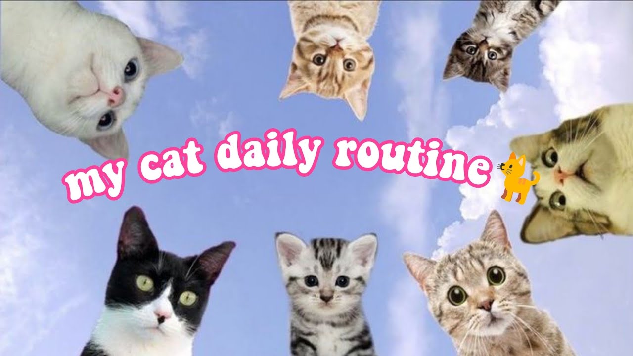 A day with my cat-my cat daily routine🐈‍⬛ - YouTube