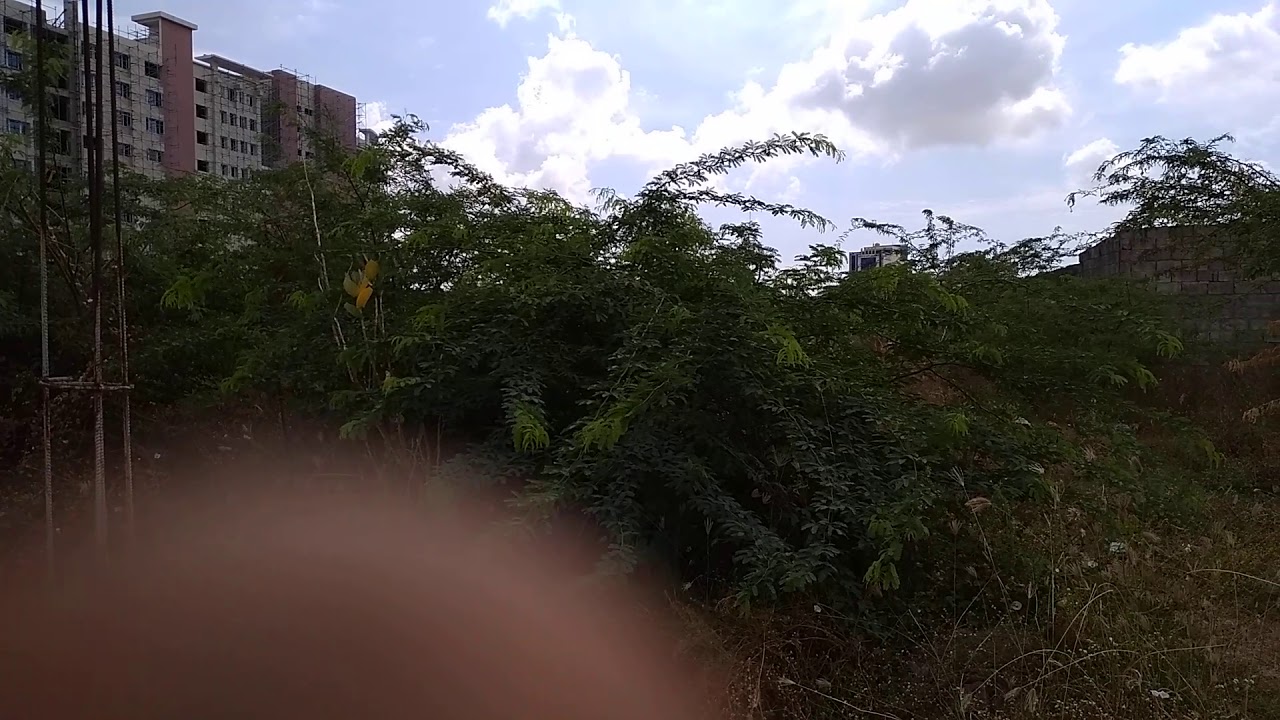 velikathan-mullu maram - water sucking tree - remove it - YouTube