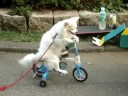 Dog riding Bicycle...