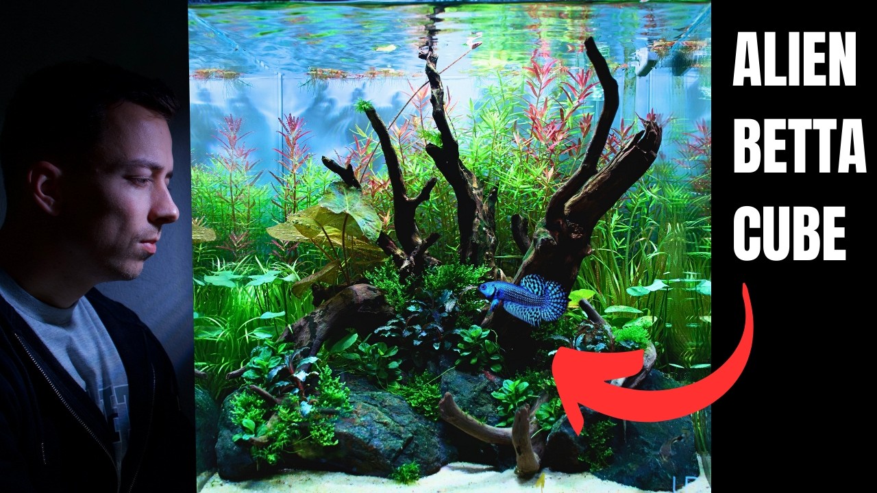 I MADE A NEW HOME FOR MY ALIEN BETTA! Aquascape Tutorial - YouTube
