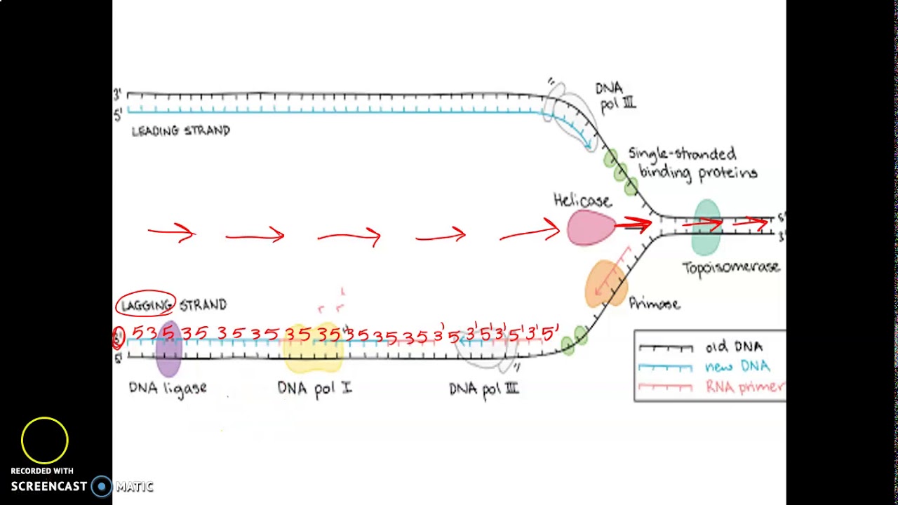 DNA replication leading vs lagging strand - YouTube