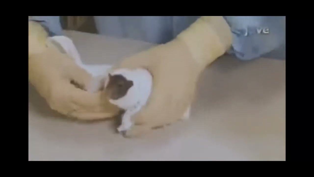 Wrap the Towel Around The Rat - YouTube