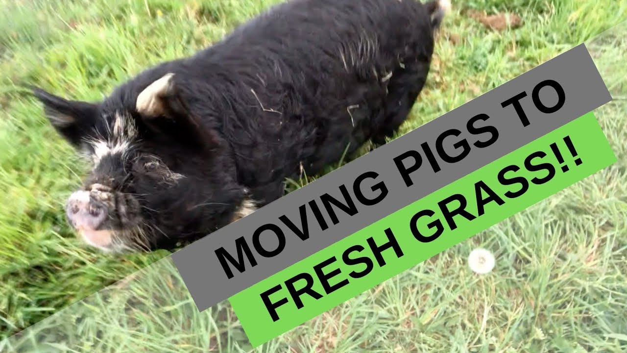 Pig Move and New Equipment!! - YouTube