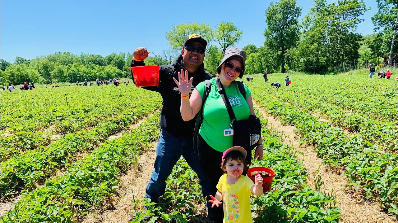 🍓 Strawberry Picking at Johnson's Farm Produce | Hobart, Indiana 🍓 ...