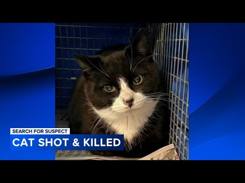 Feral cat shot and killed; SPCA offers $2,500 reward
