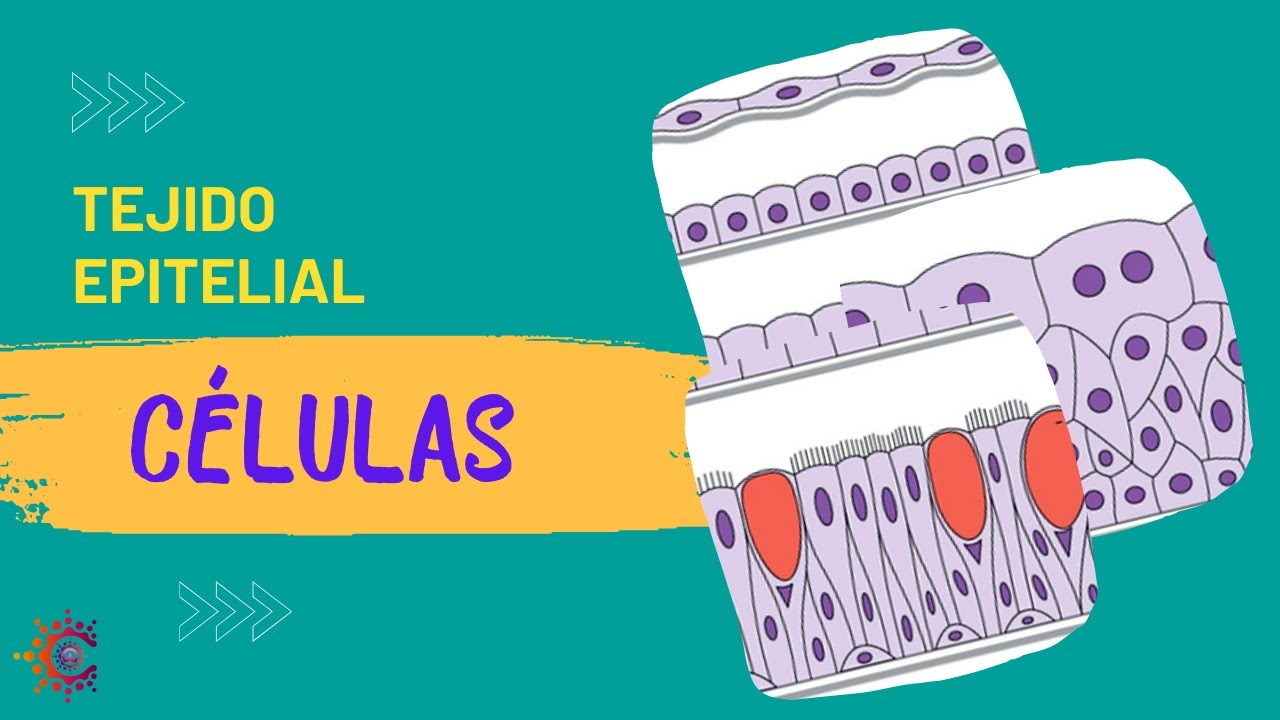 Tejido Epitelial (Part 2. Células y Polaridad) | HISTOLOGÍA - YouTube