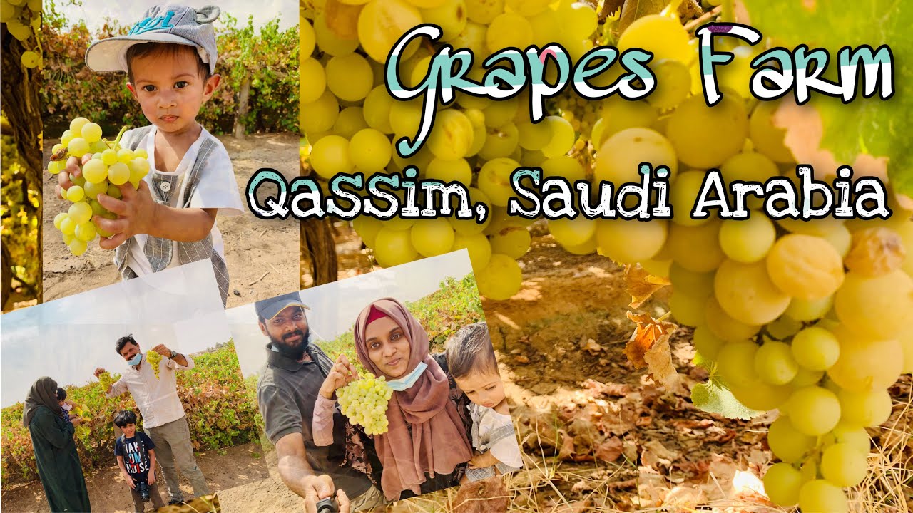 Grapes Farm | Qassim Region | Saudi Arabia| مزرعة العنب - YouTube