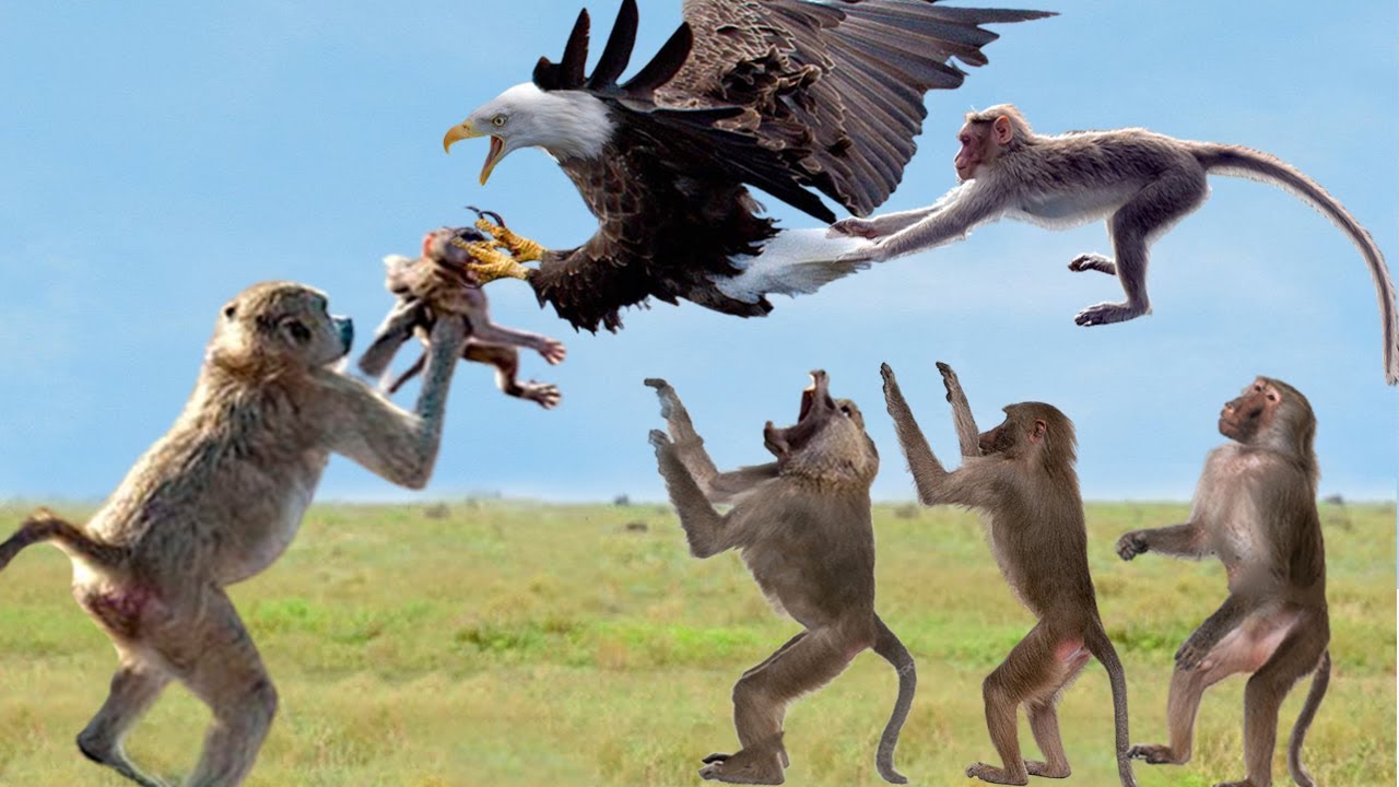 Rare Scene! Giant Eagle Was Brutally Attacked By Monkeys To Save Baby ...
