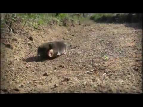 Funny Mole Walking - YouTube