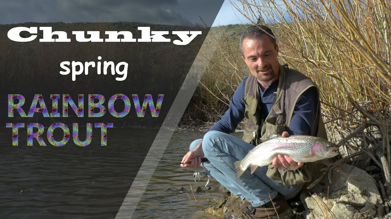 Chunky Spring Rainbow Trout fishing - YouTube