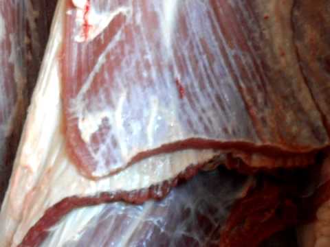 Dead Meat Moves - YouTube