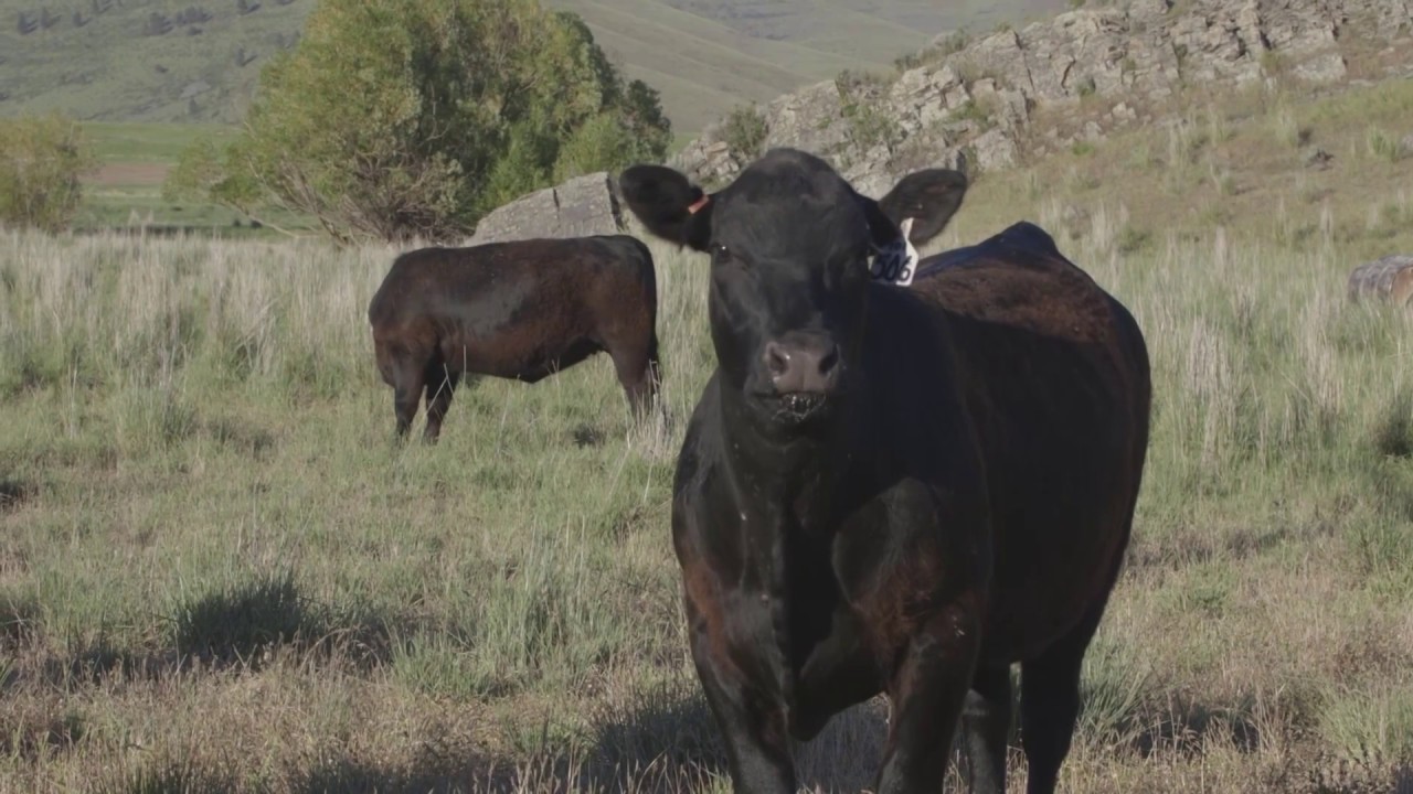 Angus VNR: Springvale Ranch’s data-driven genetic decisions - YouTube