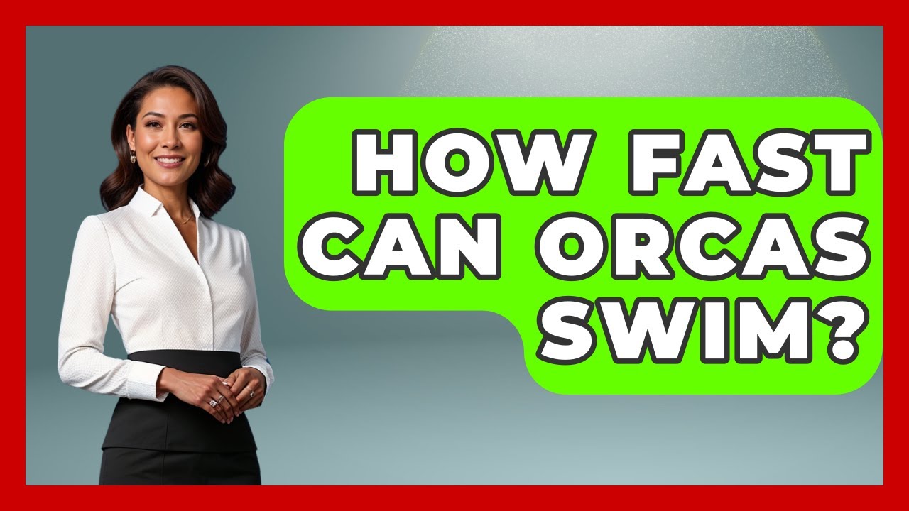 How Fast Can Orcas Swim? - The Marine Life Explorer - YouTube
