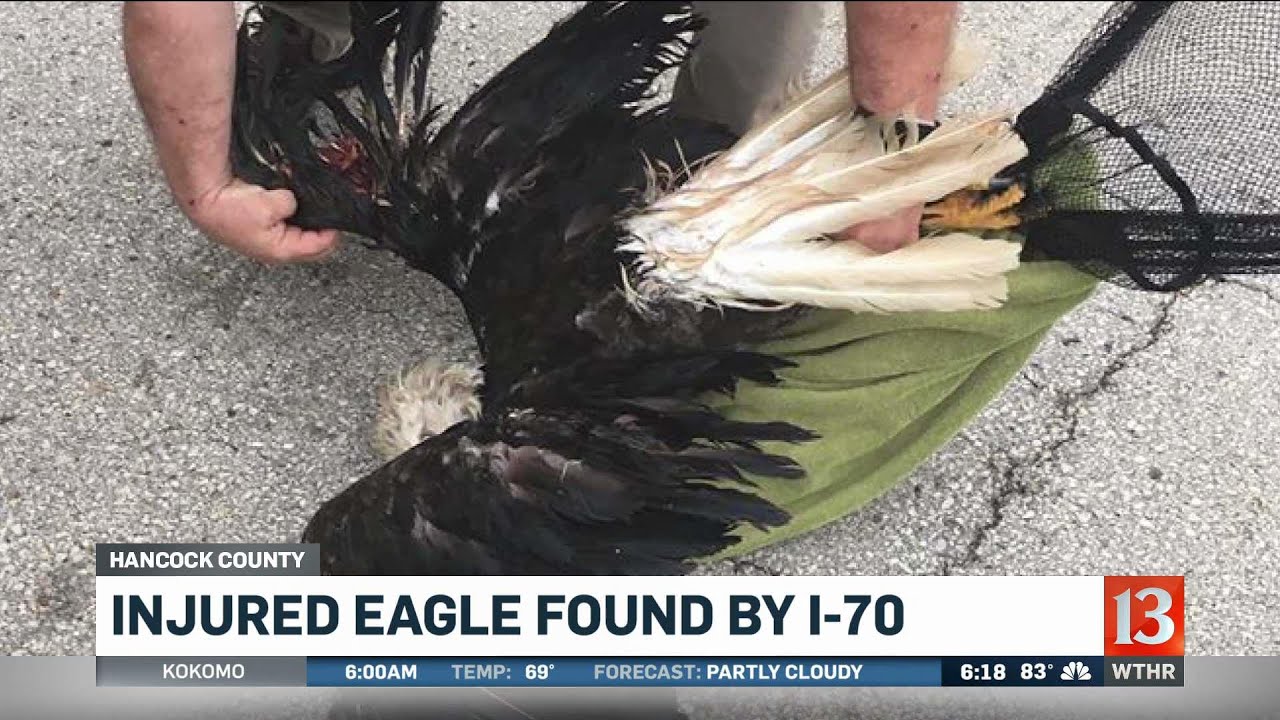 Bald eagle found along highway has died - YouTube