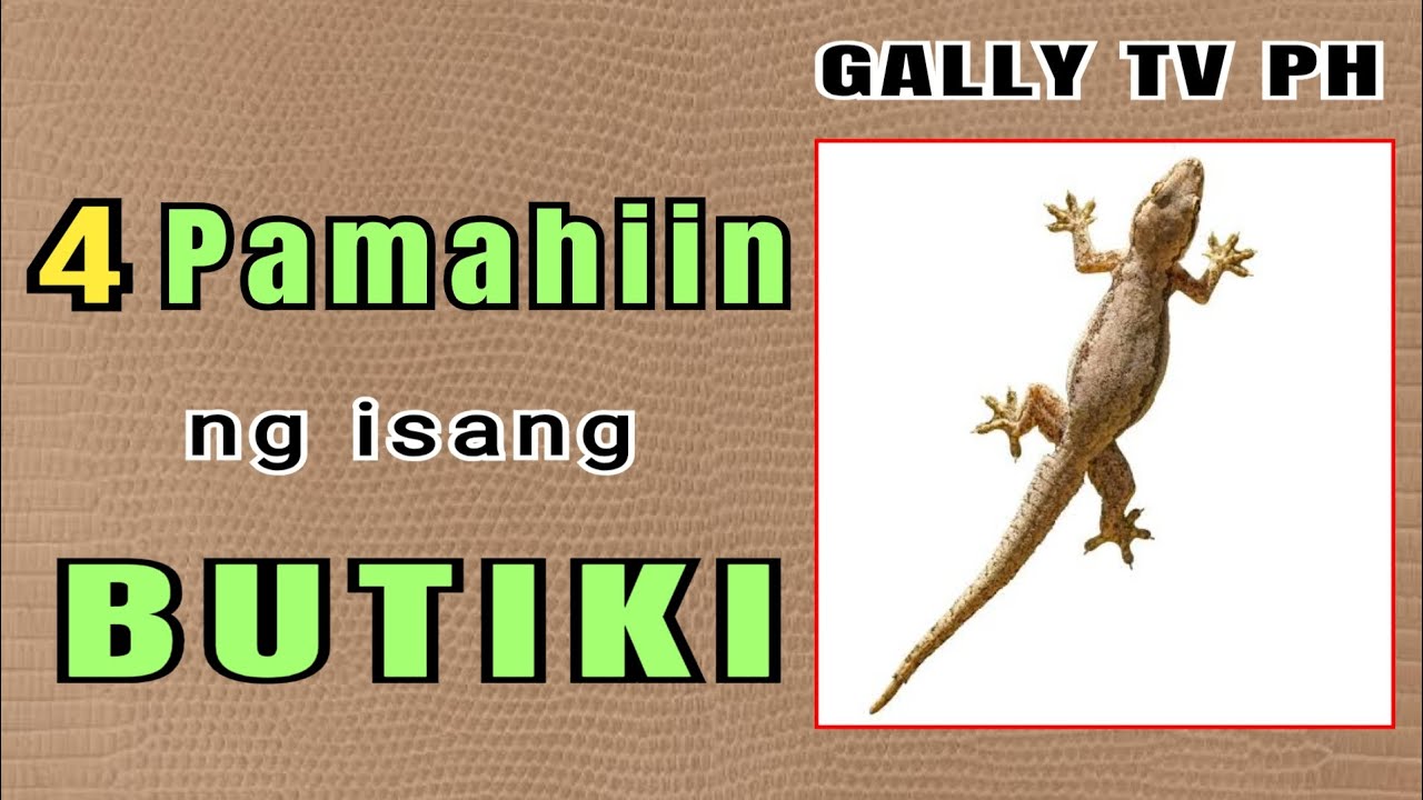 4 Pamahiin ng Isang Butiki #pamahiinngbutiki - YouTube