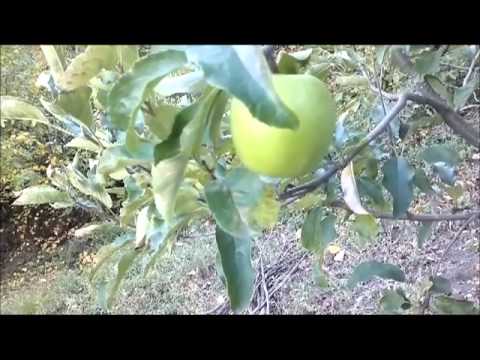 MADENLİ TV 6.BÖLÜMÜ AHRETDAĞ KÖYÜ