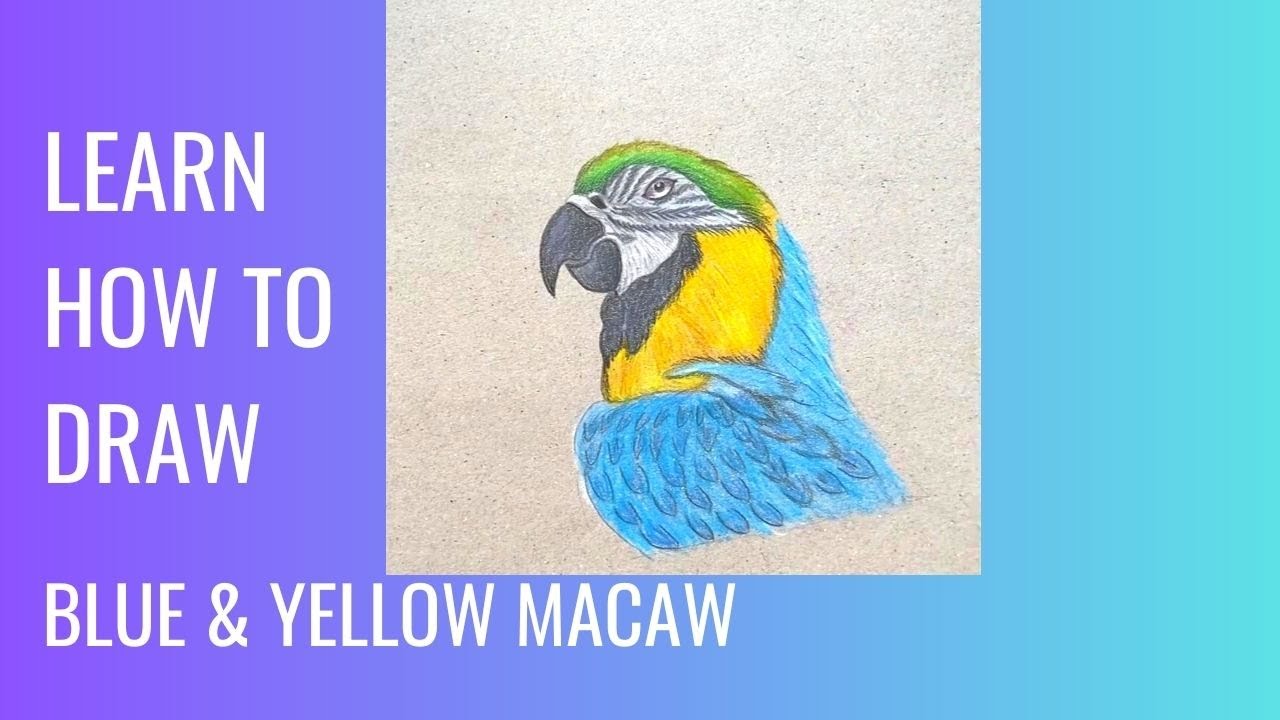 Macaw Drawing / Blue and yellow macaw / How to draw a macaw - YouTube
