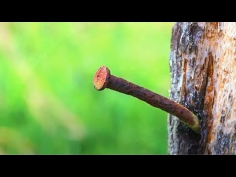 Ağaca demir çivi çakmak faydalı mı, zararlı mı?