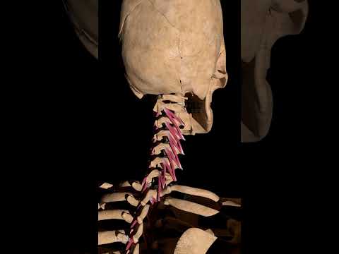 What Does Unspecified Back Pain Laterality Mean