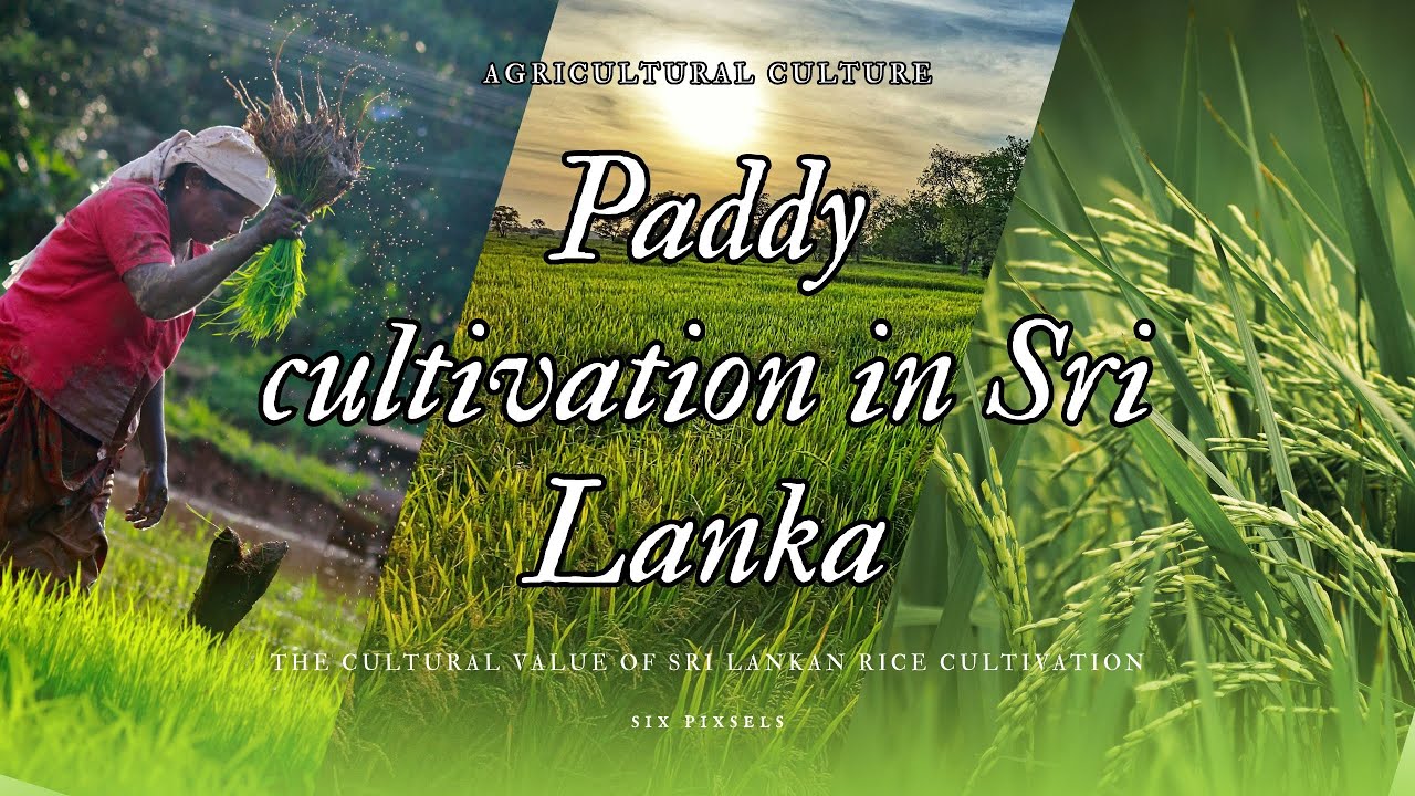 Paddy Cultivation in Sri Lanka | From Field to Harvest - YouTube