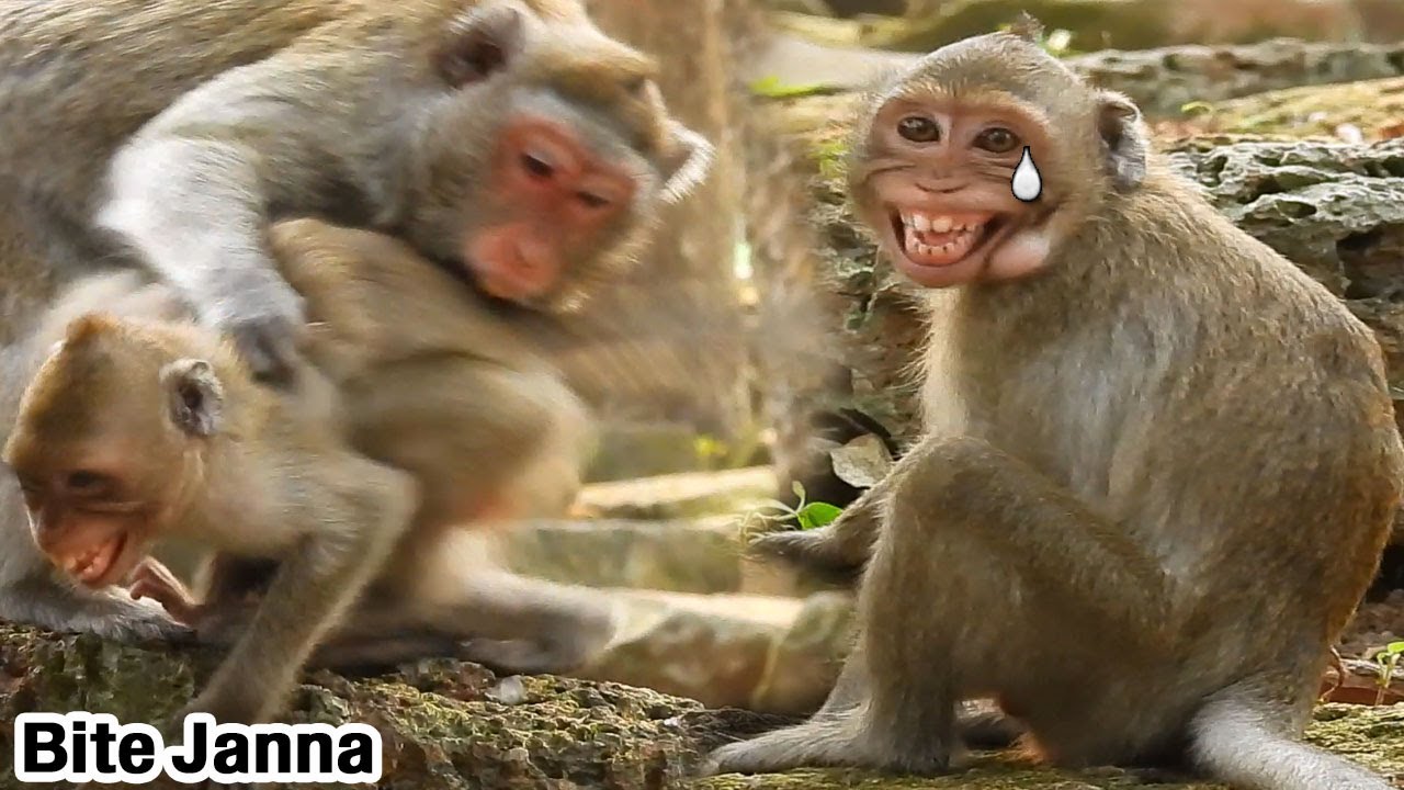 JANE bite little JANNA chase away from baby JAZZY! HEART broken, JANNA ...