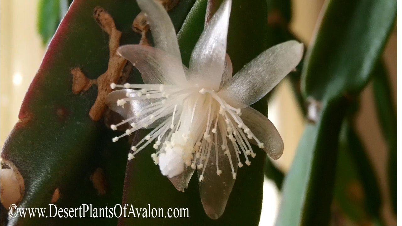 My Rhipsalis Paradoxa Cactus Plant in beautiful white flower - YouTube