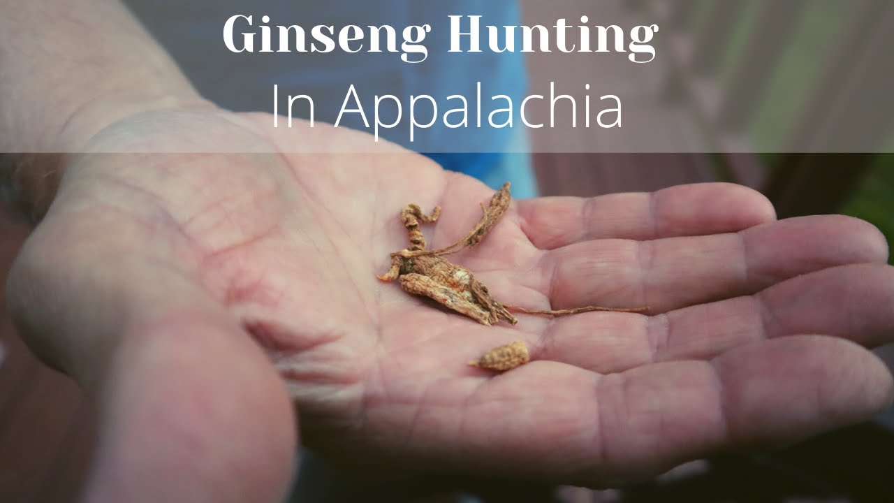 Hunting Ginseng in Appalachia - YouTube