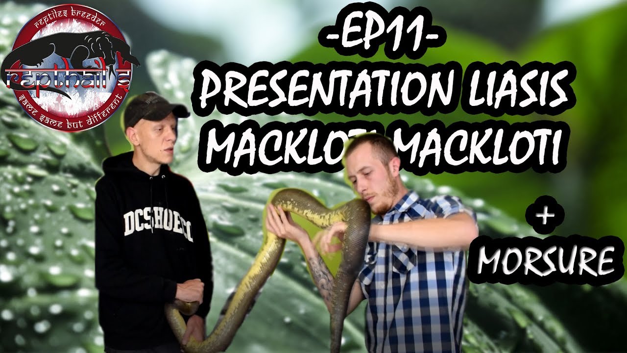 -Ep11- Présentation Python Liasis mackloti (Bonnus morsure) - YouTube