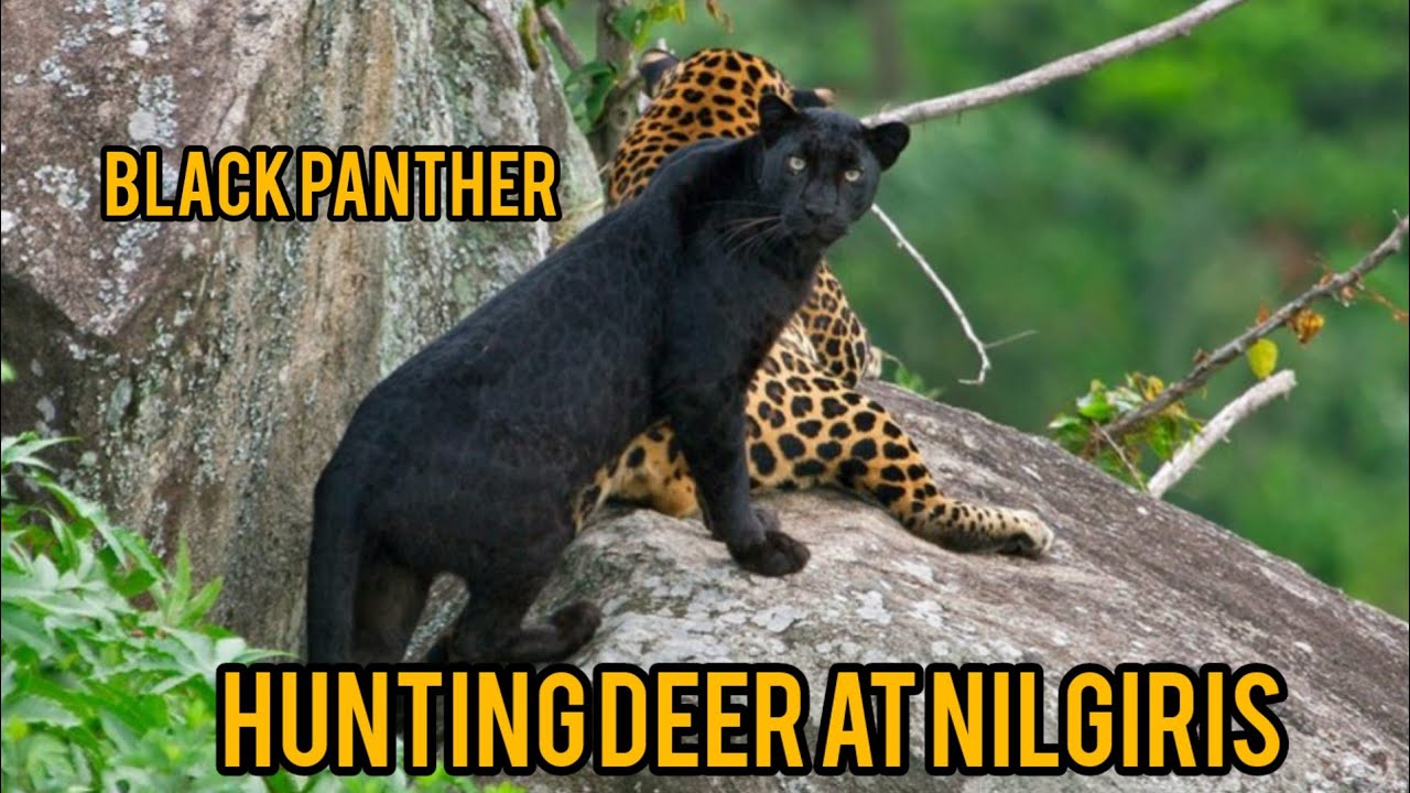 Black panther hunting video |#ooty #black panther #nilgiris #hunting # ...
