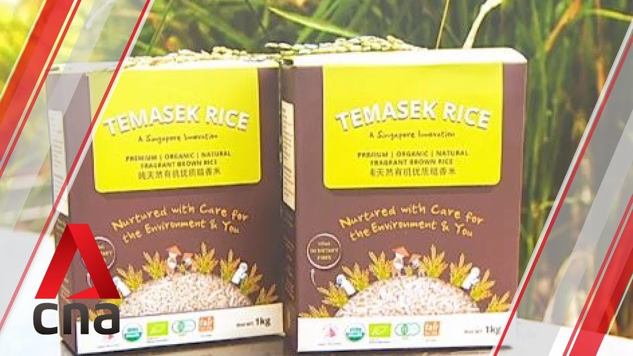 Temasek Rice granted Plant Varieties Protection - YouTube