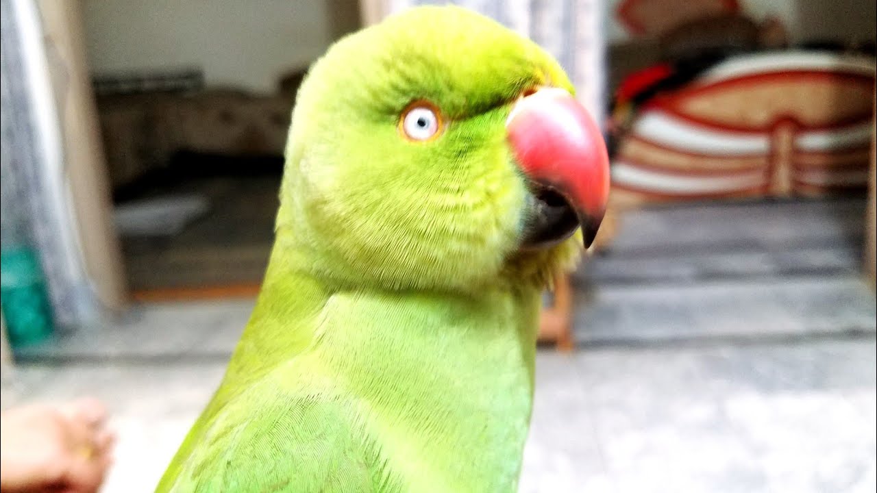 Mithe The Best Talking Parrot || Mitho Talking Progress - YouTube