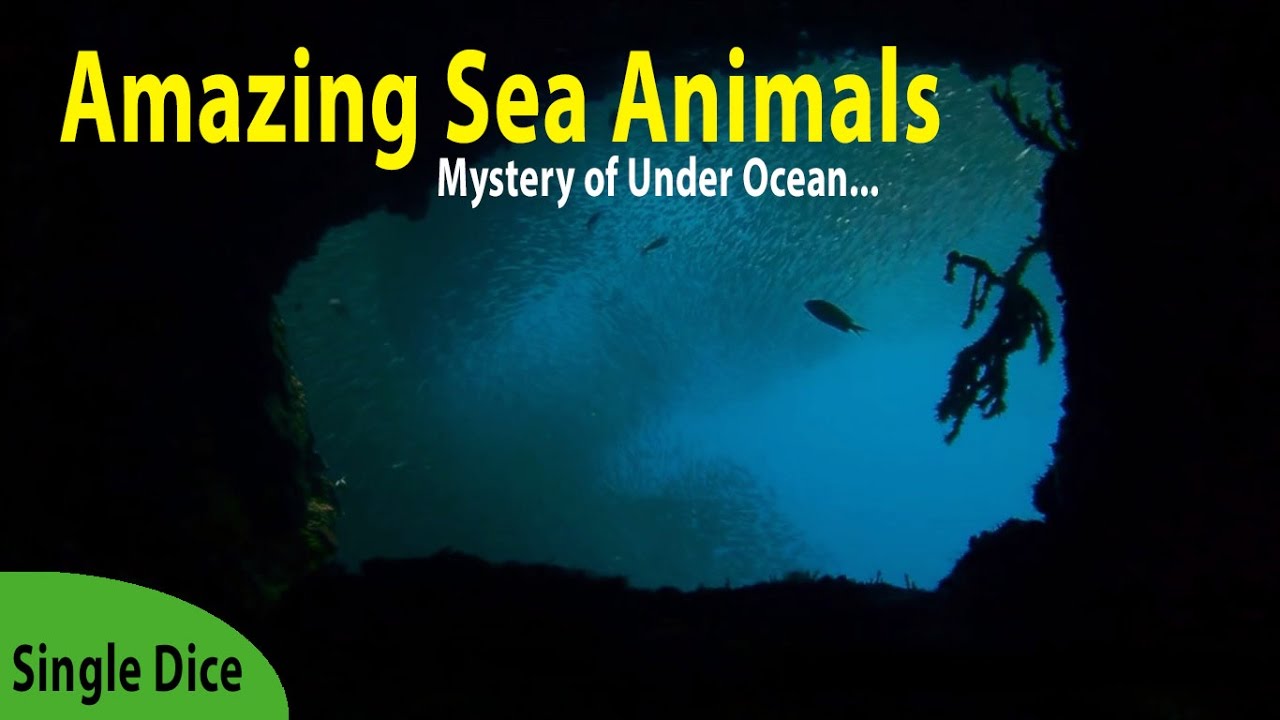 10 Amazing Facts About Sea Animals Single Dice YouTube 10-amazing-facts-about-sea-animals-single-dice-youtube