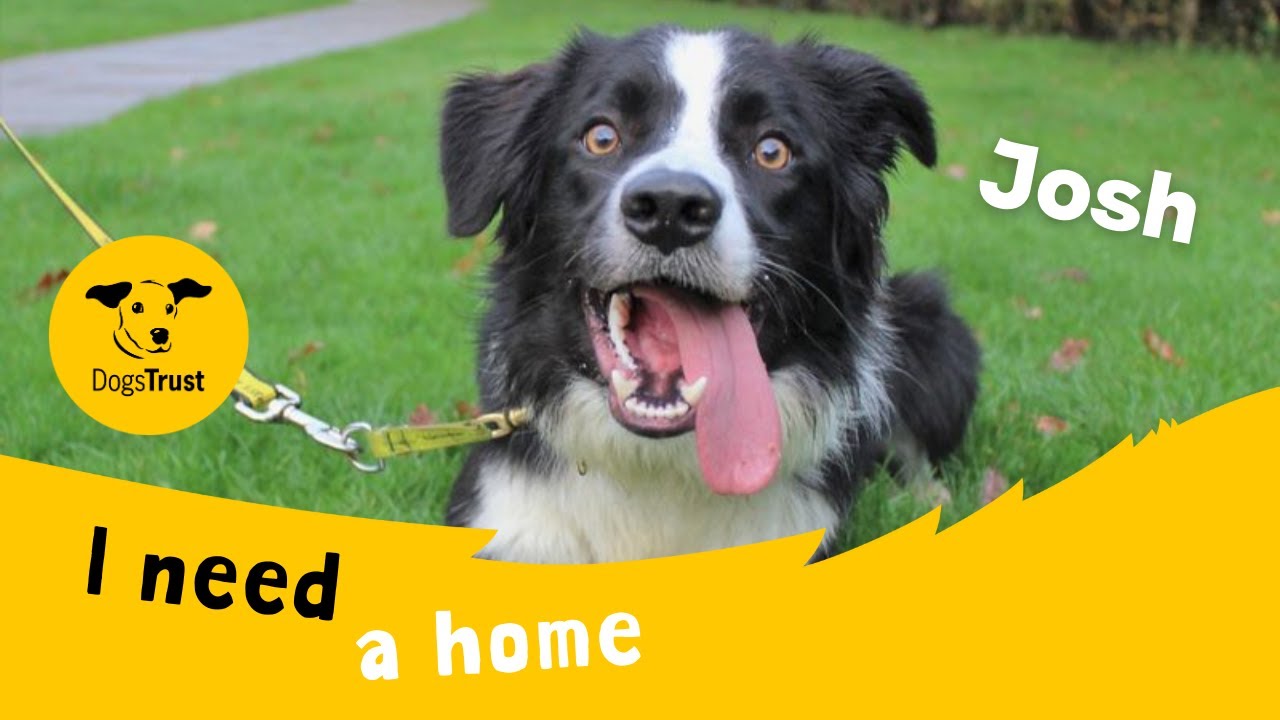 Josh the clever Border Collie | Dogs Trust Kenilworth - YouTube