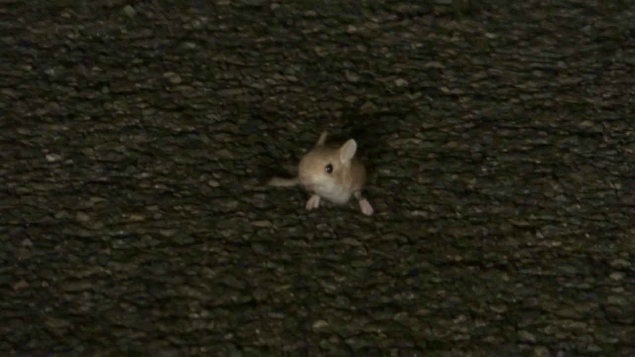 Gerboise des steppes - YouTube