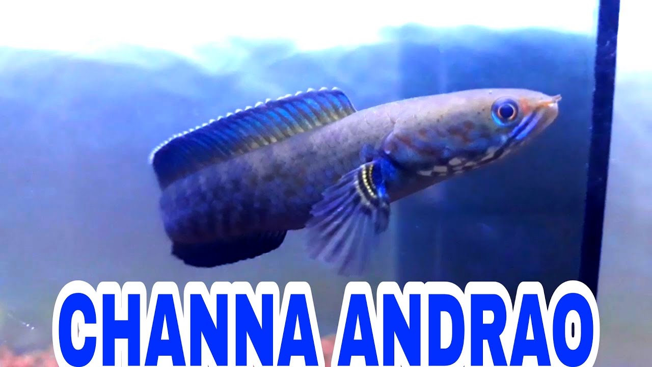 CHANNA ANDRAO || CARA PROGRES TRITMEN CHANNA ANDRAO - YouTube