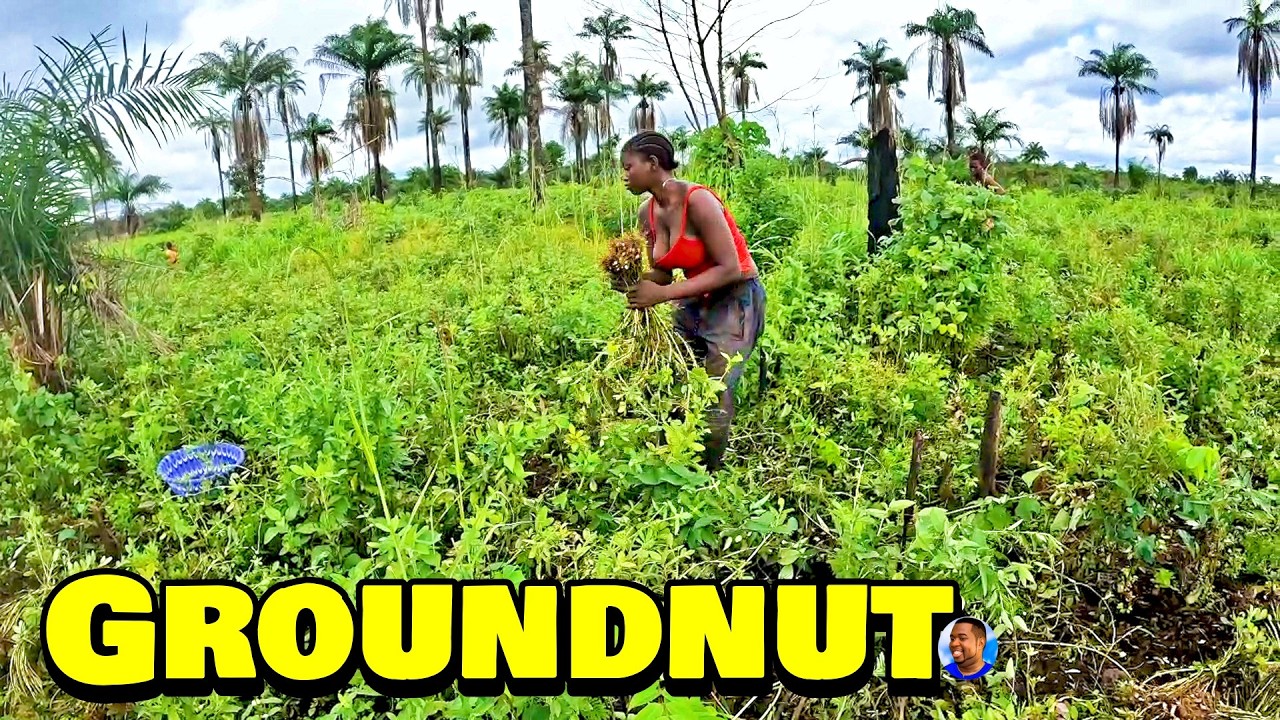 FRESHLY HARVESTED GROUNDNUT At Triple-A's Farm - 🇸🇱 Episode 12 ...