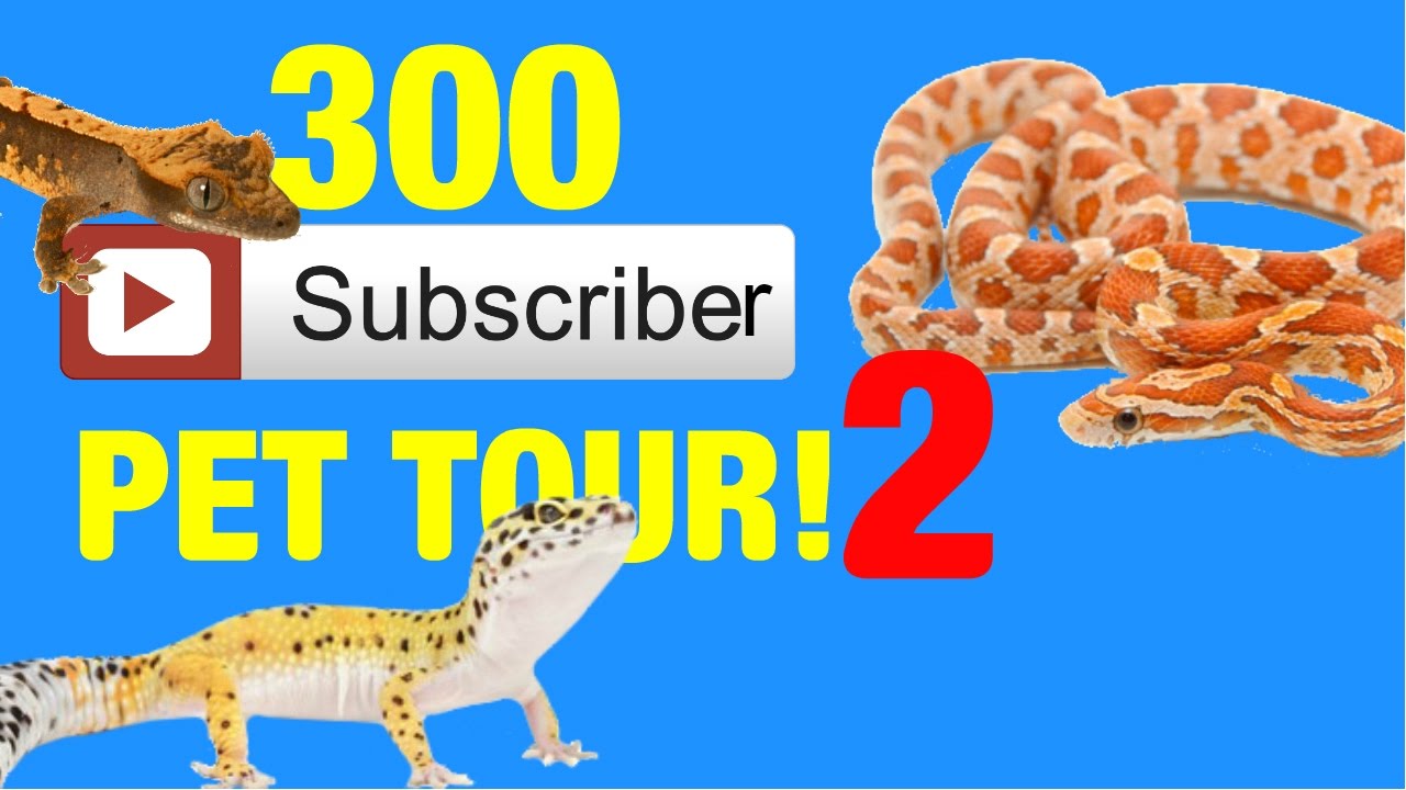 300 Sub Pet Tour Part 2 - YouTube