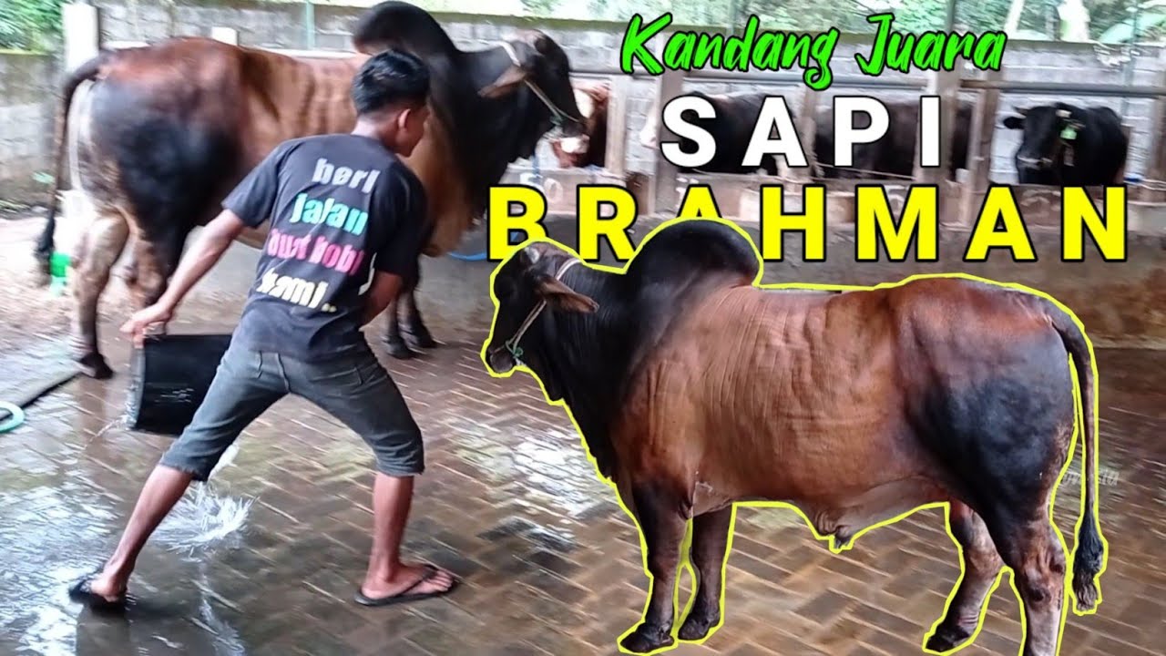 SAPI BRAHMAN DI KANDANG JUARA KOTA MALANG ASLI MBOISS ‼️ - YouTube