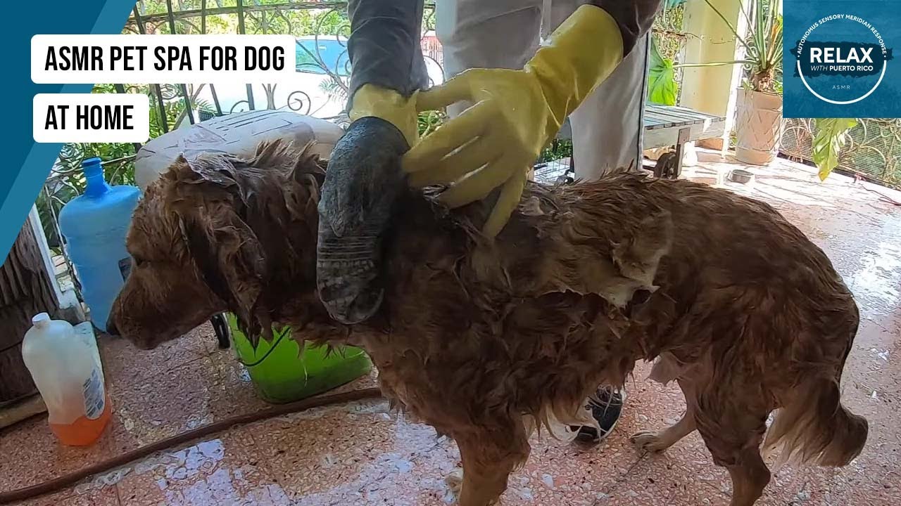 Dog Washing Spa | Gentle Bath Session | Relaxing Pet ASMR - YouTube
