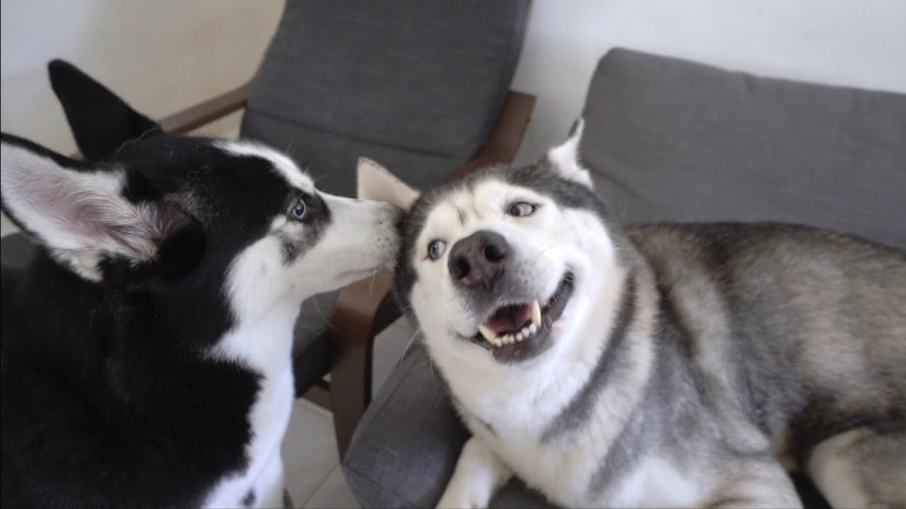 Is Gohan having Husky Puppies? - YouTube