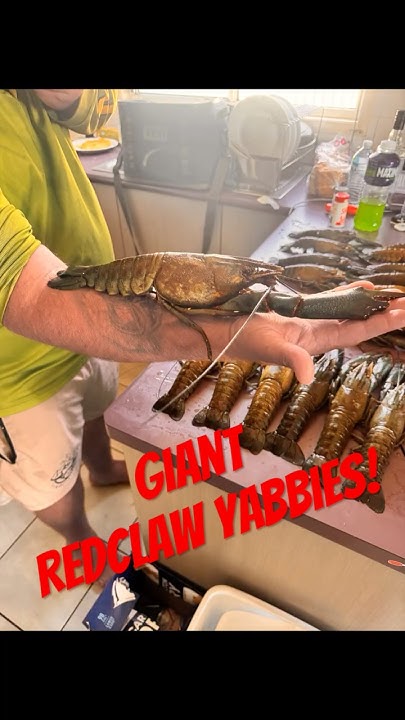 GIANT Redclaw Yabbies CAUGHT! - YouTube