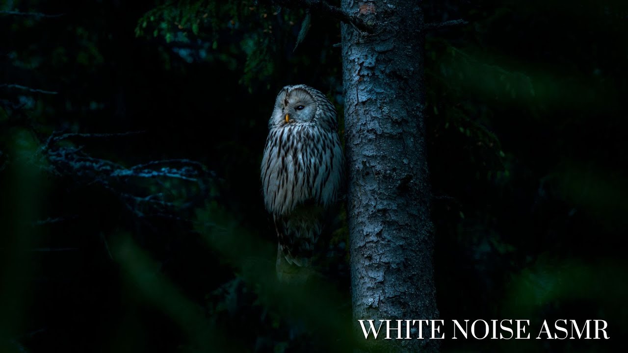 Owl Calls and Rainfall - Enchanting Night Owl Hoots on a Rainy Evening ...