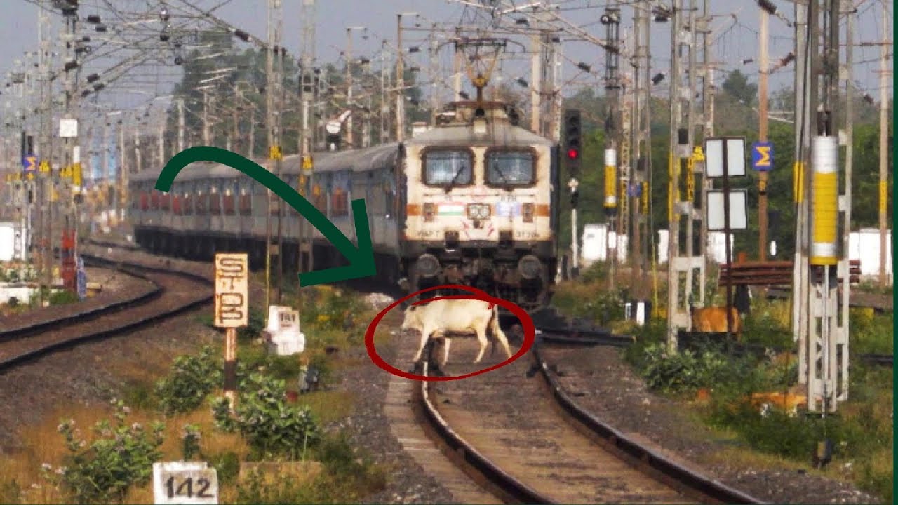 Tragic! Moments of Animals Colliding with Car and Train - YouTube