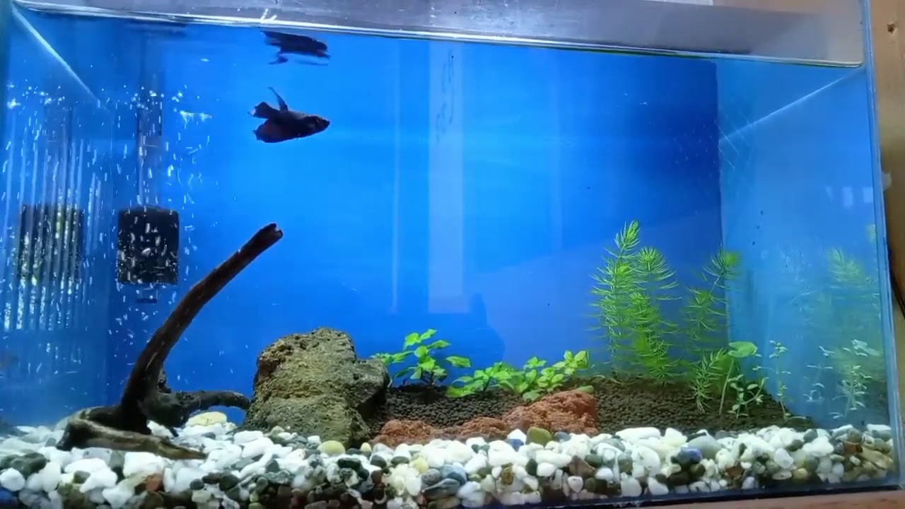 My low tech betta planted tank - YouTube