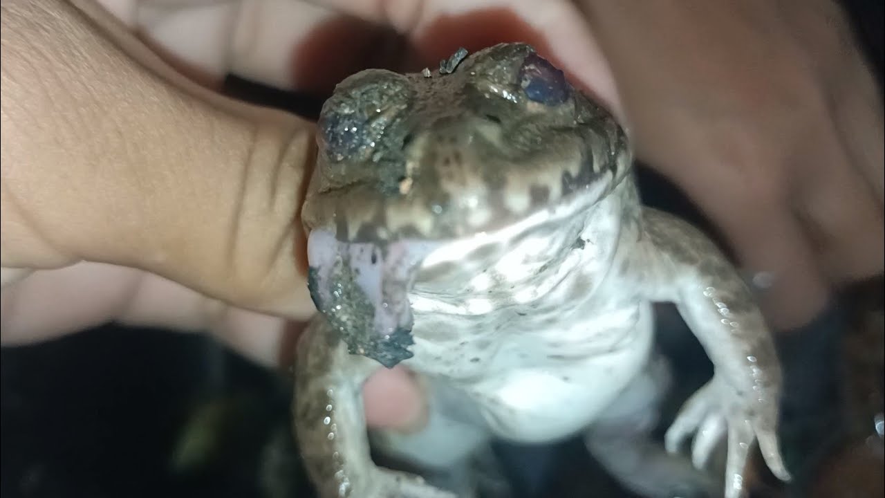 Frog cathing, Frog died, Frogs with fish 🐠 - YouTube