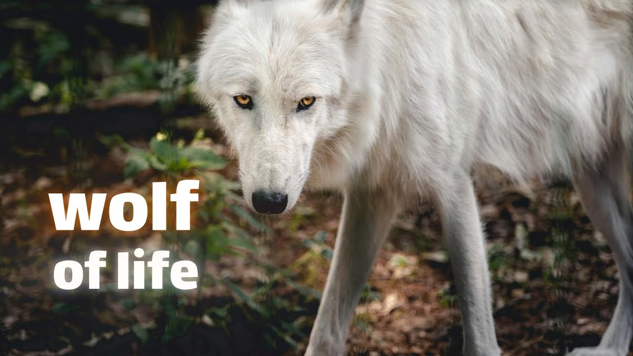 Kind wolves | The knowledge of wolves - YouTube