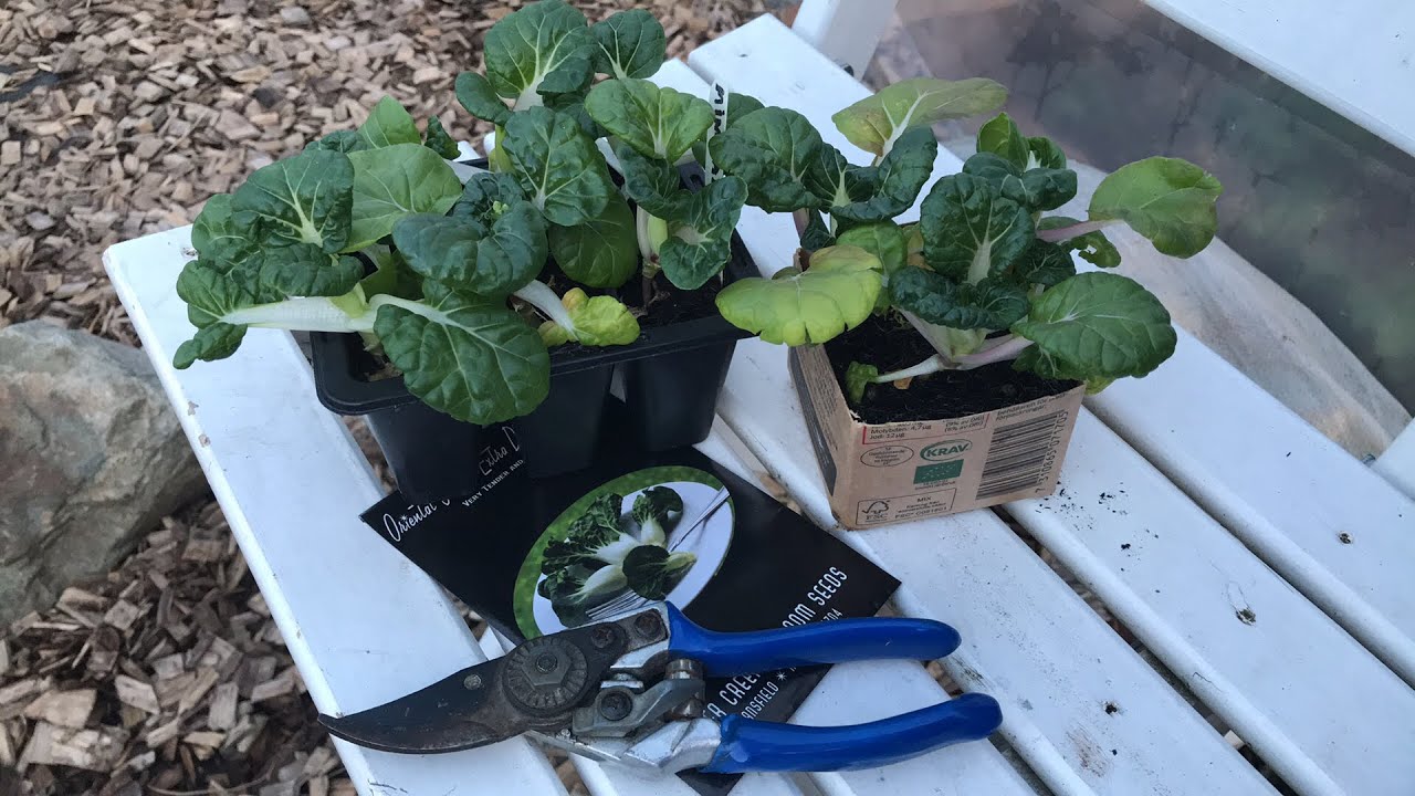Tasting extra dwarf pak choi - live day 6 - YouTube