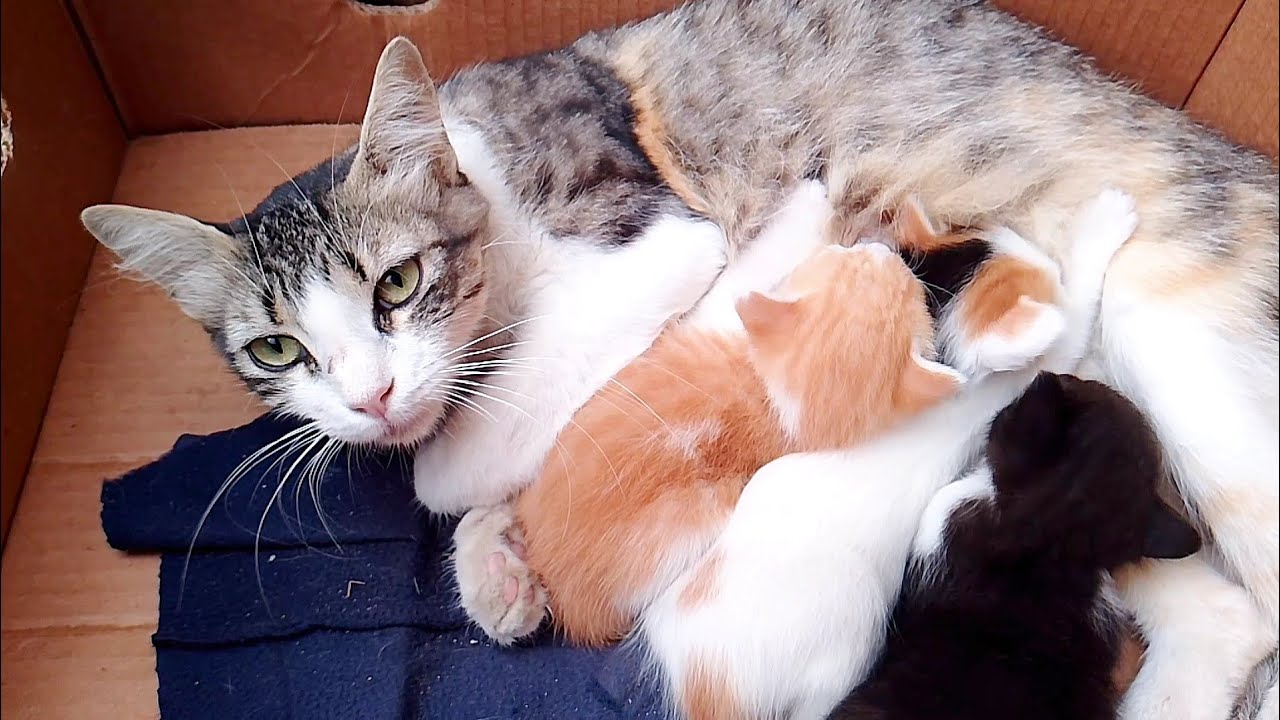 Mother cat hiding in the box to protect her poor frightened kittens ...