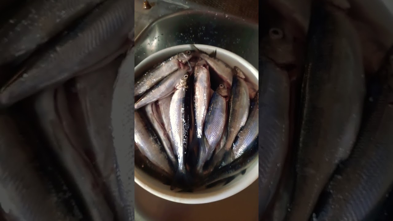 9/23/22 Fresh Muikku fish & it's eggs..Love it! Let's cook them😋 # ...