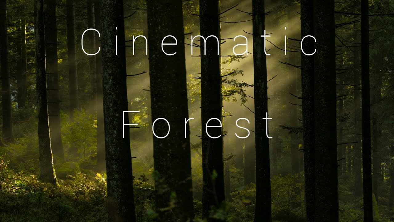 Cinematic Forest | Cinematic Beauty | 4k | WORLD ON - YouTube